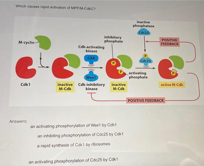 Which causes rapid activation of MPF/M-CdkC? inactive | Chegg.com