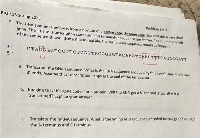 Solved The DNA sequence below is from a portion of a | Chegg.com