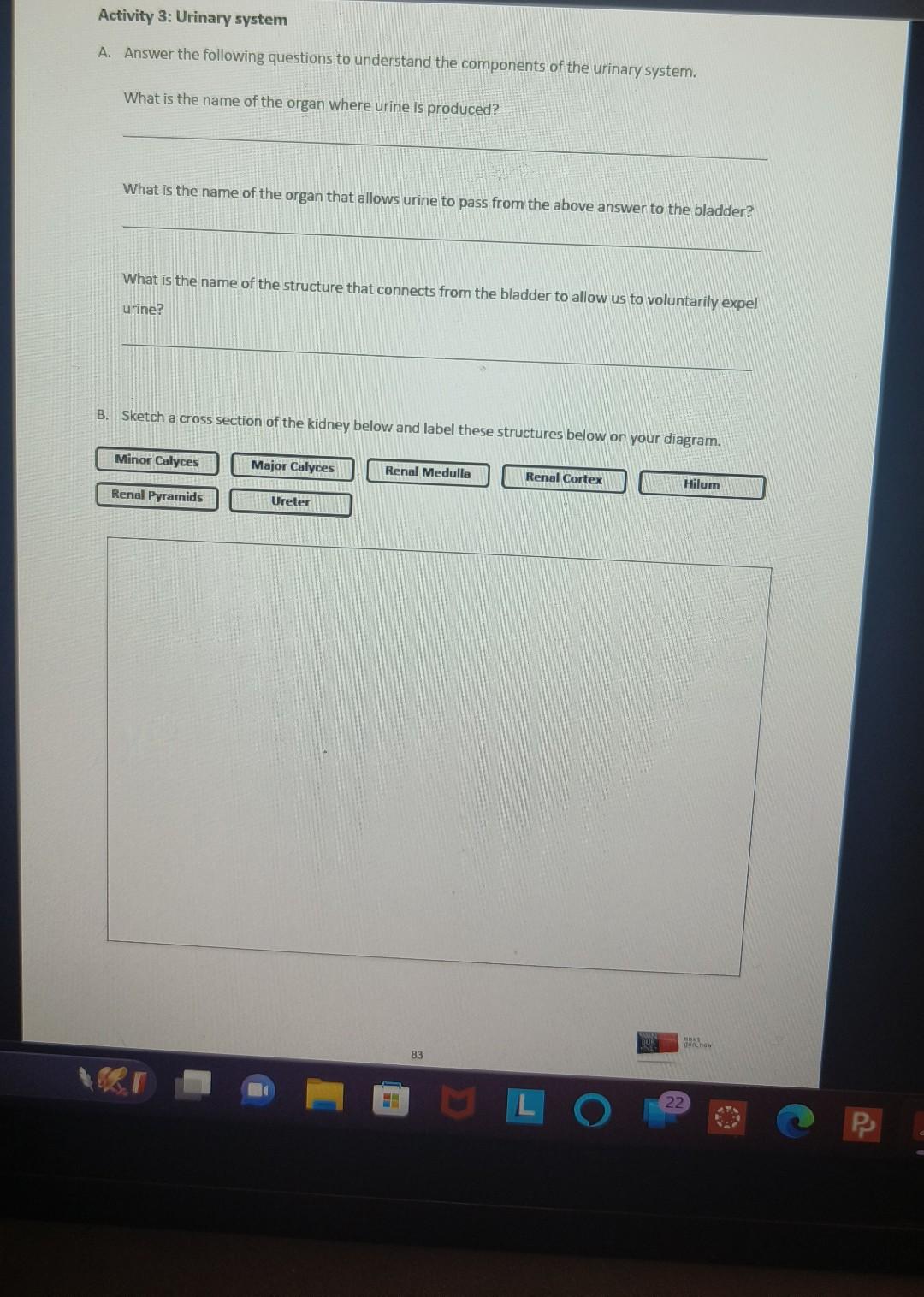 Solved Activity 3: Urinary system A. Answer the following | Chegg.com