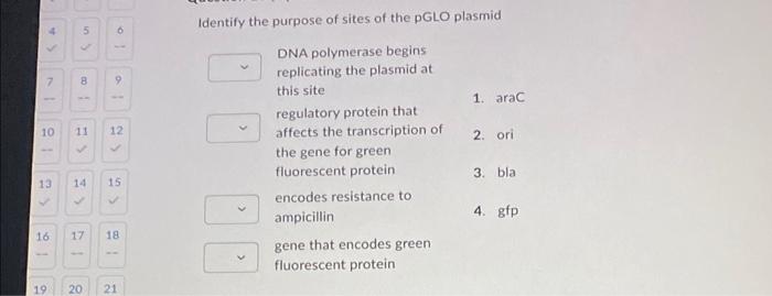 Solved Identify the purpose of sites of the pGLO plasmid | Chegg.com