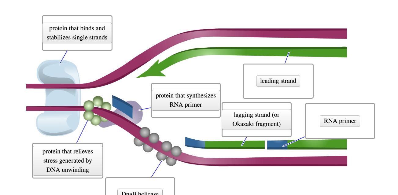 Solved replication. protein that binds and stabilizes single | Chegg.com