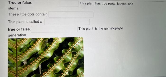 Solved This plant has true roots, leaves, and True or false. | Chegg.com