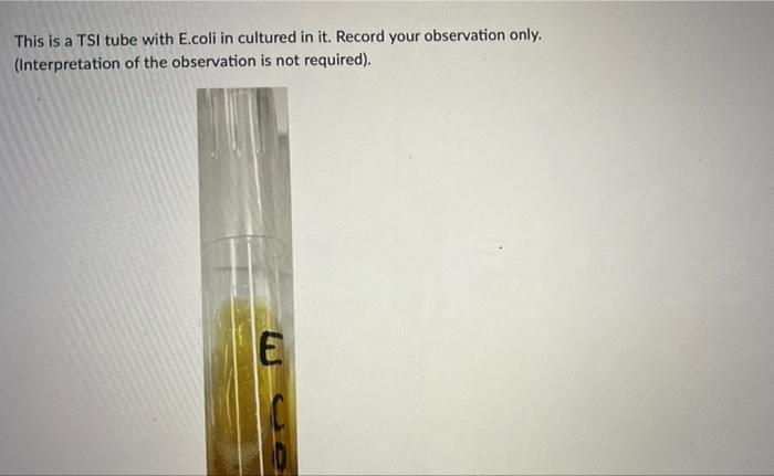 Solved This is a TSI tube with E.coli in cultured in it. | Chegg.com