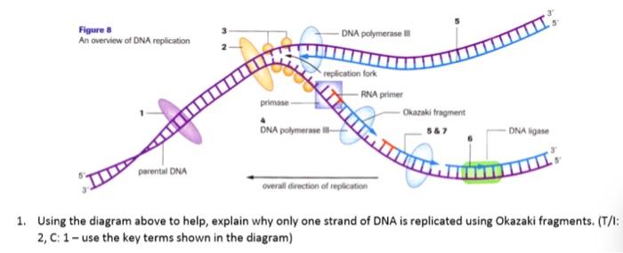 Solved Figure 8 An overview of DNA replication 5 Al parental | Chegg.com