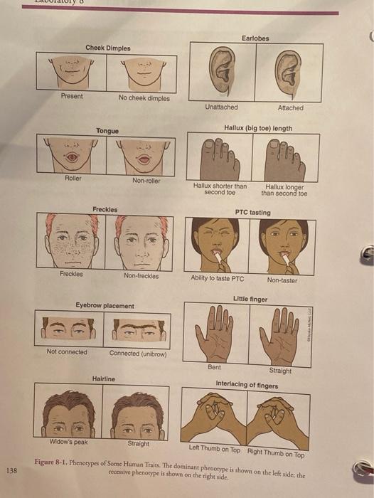 Solved Earlobes Cheek Dimples Present No cheek dimples | Chegg.com