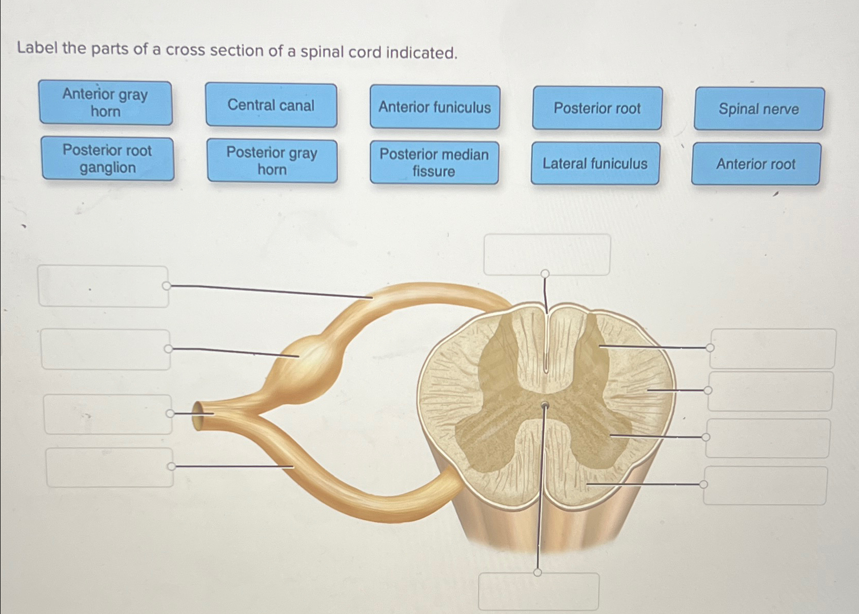 Solved Label the parts of a cross section of a spinal cord | Chegg.com