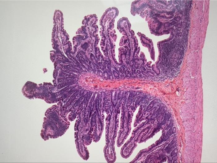 Solved 2) In relation to these epithelial cells, where is | Chegg.com