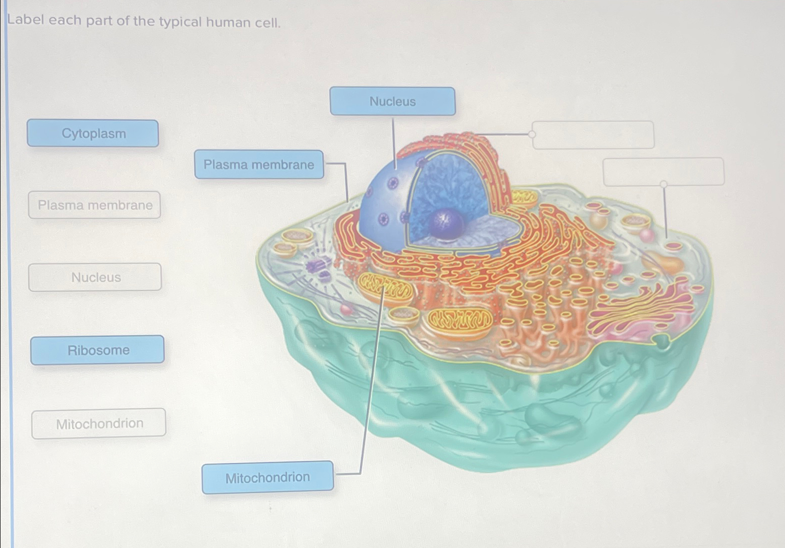 Solved Label each part of the typical human cell.Plasma | Chegg.com