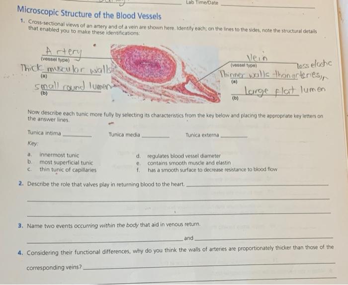 Solved Lab Time/Date Microscopic Structure of the Blood | Chegg.com