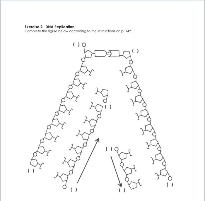 Solved Exercise 2: DNA Replication Complete the figure below | Chegg.com