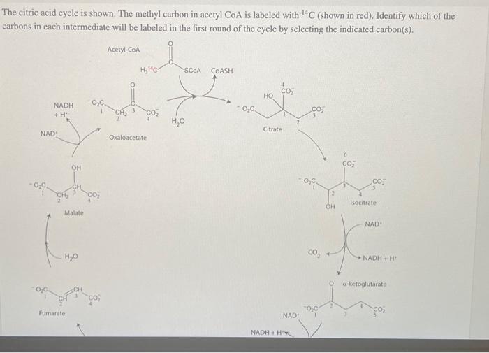 The citric acid cycle is shown. The methyl carbon in | Chegg.com
