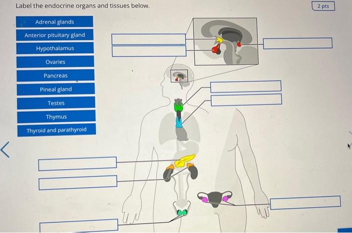 Solved Label the endocrine organs and tissues below. Adrenal | Chegg.com