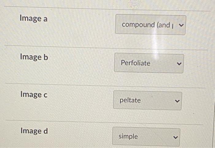 Solved Identify the 2 fruit categories. drupe & pome berry & | Chegg.com