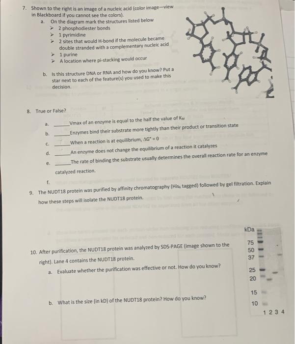 7. Shown to the right is an image of a nucleic acid | Chegg.com