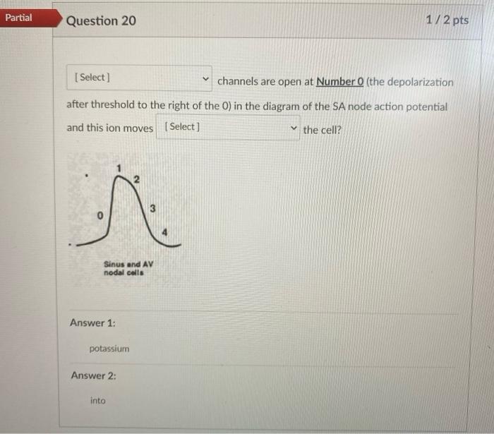 Solved channels are open at Number 0 (the depolarization | Chegg.com
