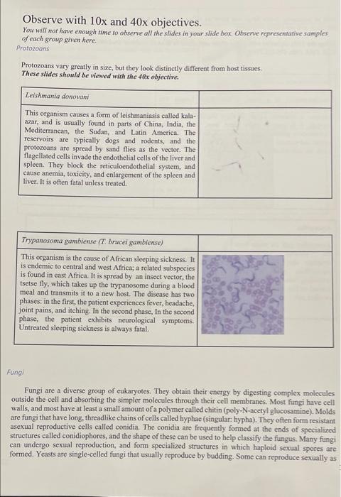 EXERCISE 3: Observation of Prepared Specimens | Chegg.com