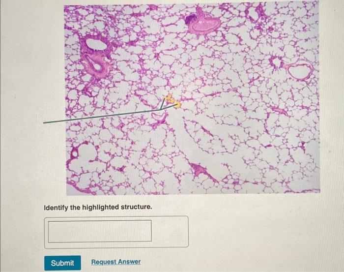 Solved Identify the highlighted structure. Submit Request | Chegg.com
