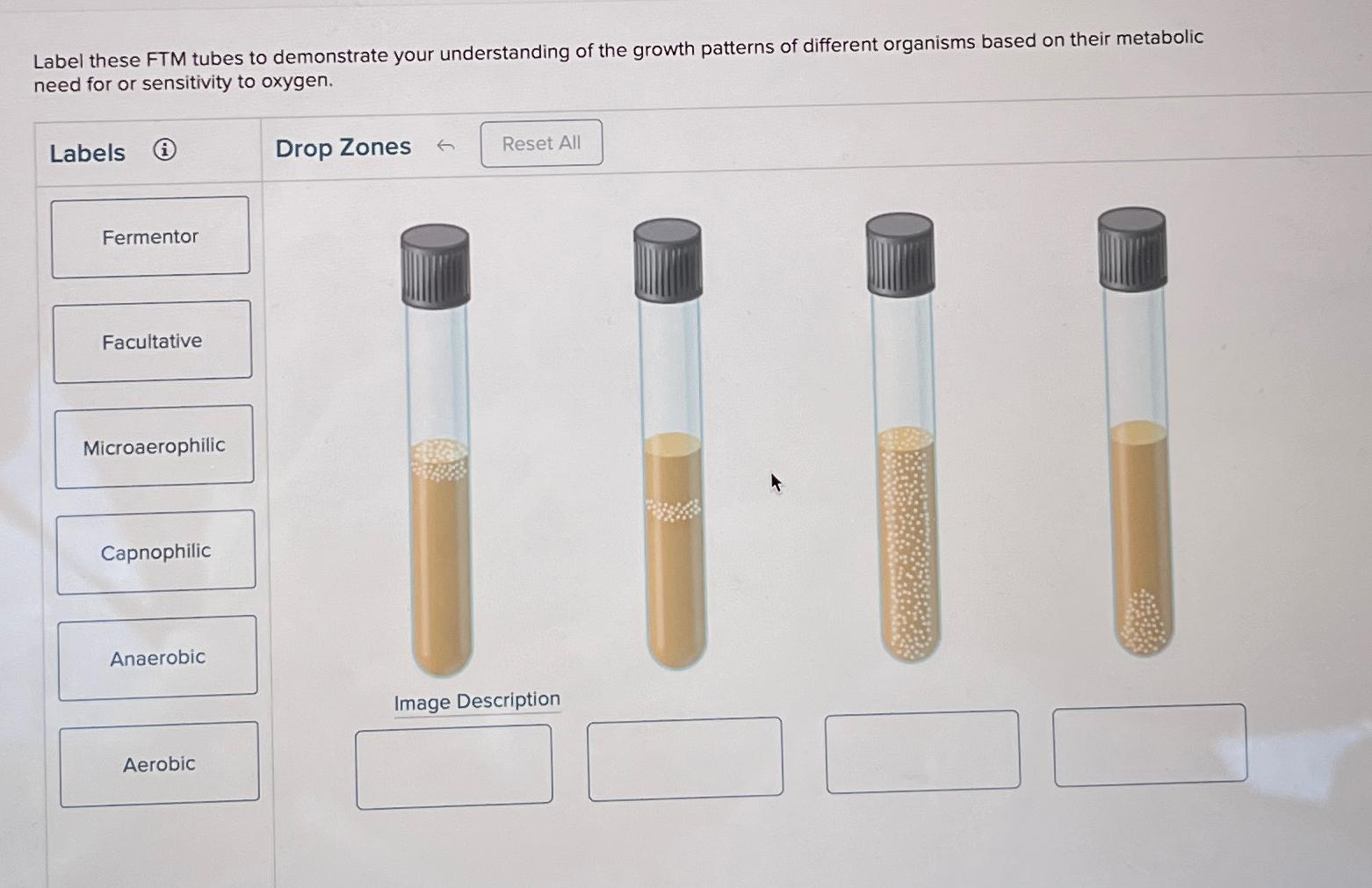 Solved Label these FTM tubes to demonstrate your | Chegg.com
