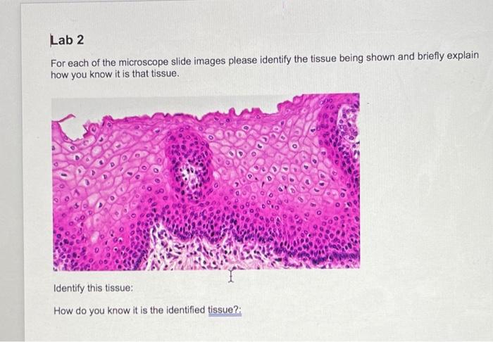 Solved Lab 2 For each of the microscope slide images please | Chegg.com
