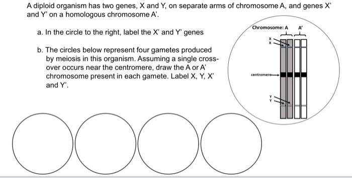 A diploid organism has two genes, X and Y, on | Chegg.com