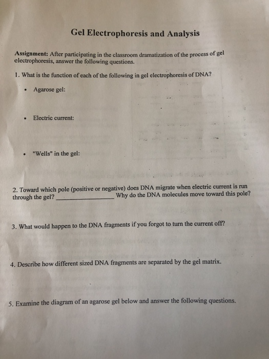 Solved Gel Electrophoresis and Analysis Assignment: After | Chegg.com