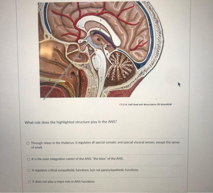 Solved What is a function of the highlighted structures? | Chegg.com