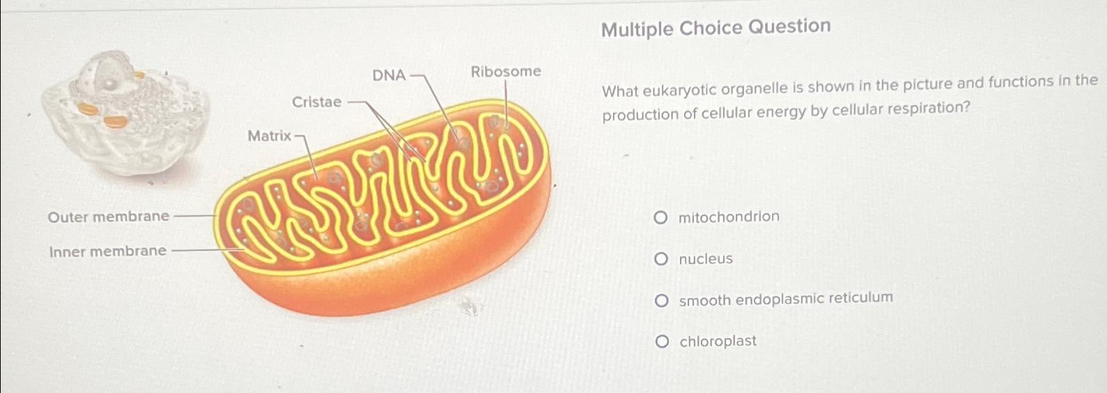Solved Multiple Choice QuestionWhat eukaryotic organelle is | Chegg.com