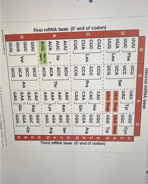 Solved Use the RNA codon table above to help build your | Chegg.com