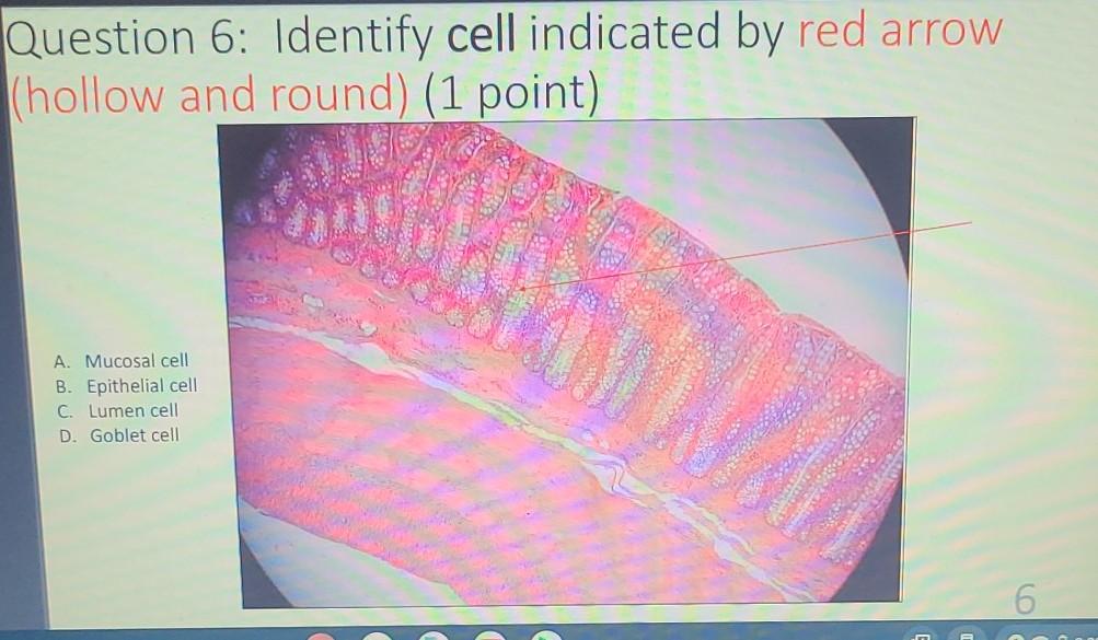 Solved Question 6: Identify cell indicated by red arrow | Chegg.com