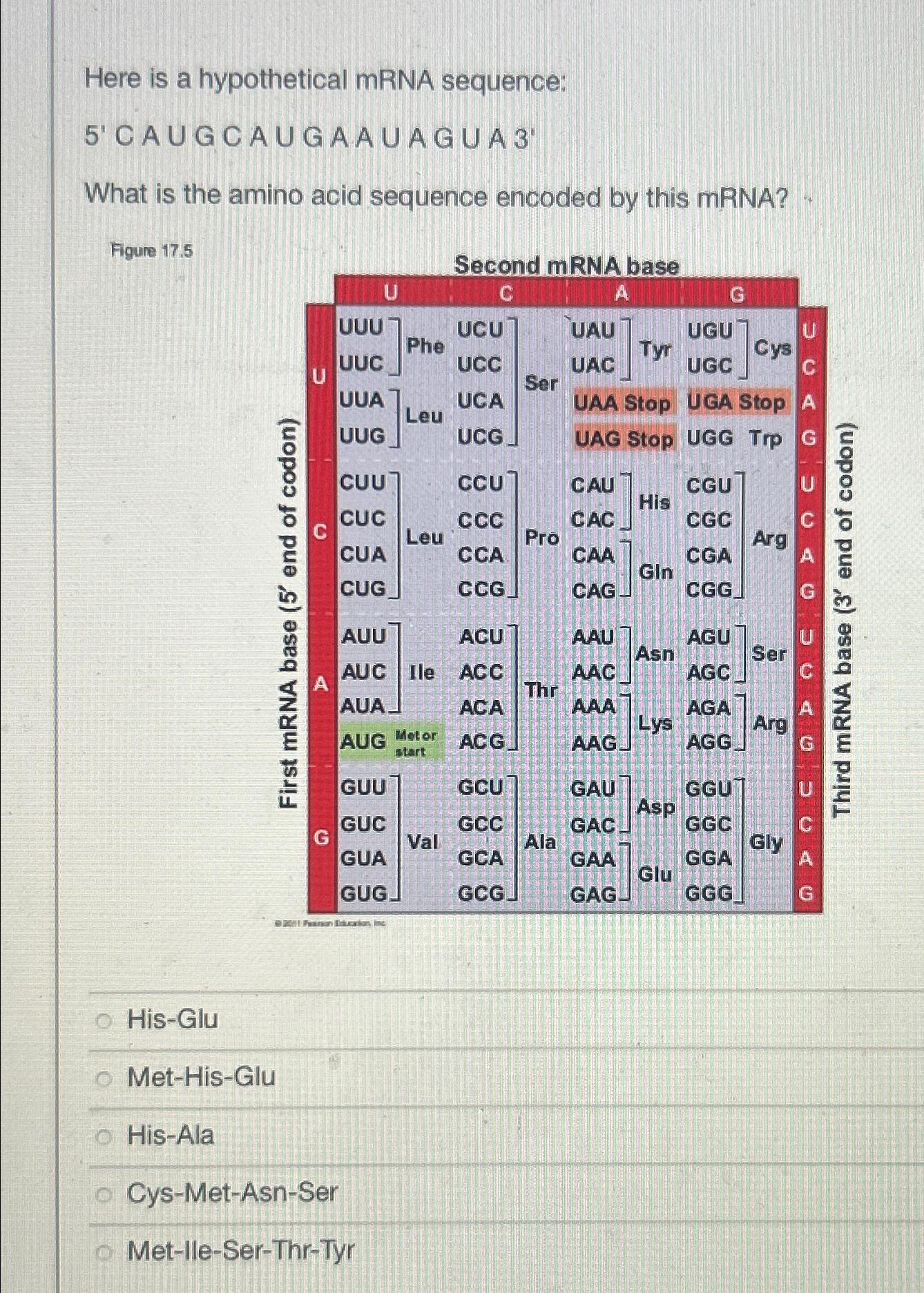 Solved Here is a hypothetical mRNA sequence:5' | Chegg.com