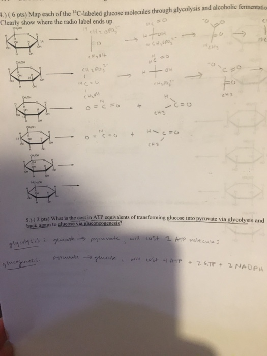 Solved 4.) (6 pts) Map each of the C-labeled glucose | Chegg.com