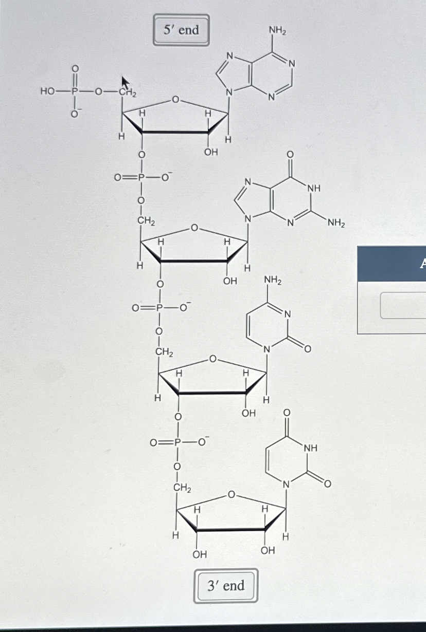 Solved A polynucleotide is shown. LabelHow many nucleotides | Chegg.com
