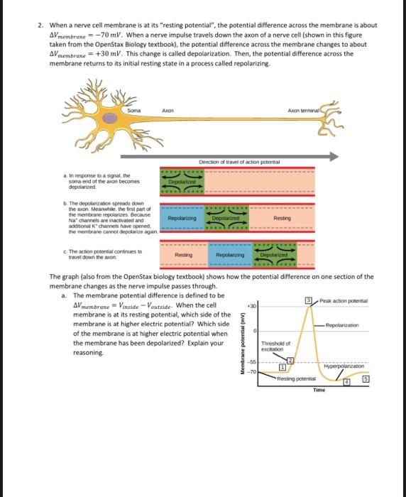 Solved 2. When a nerve cell membrane is at its "resting | Chegg.com