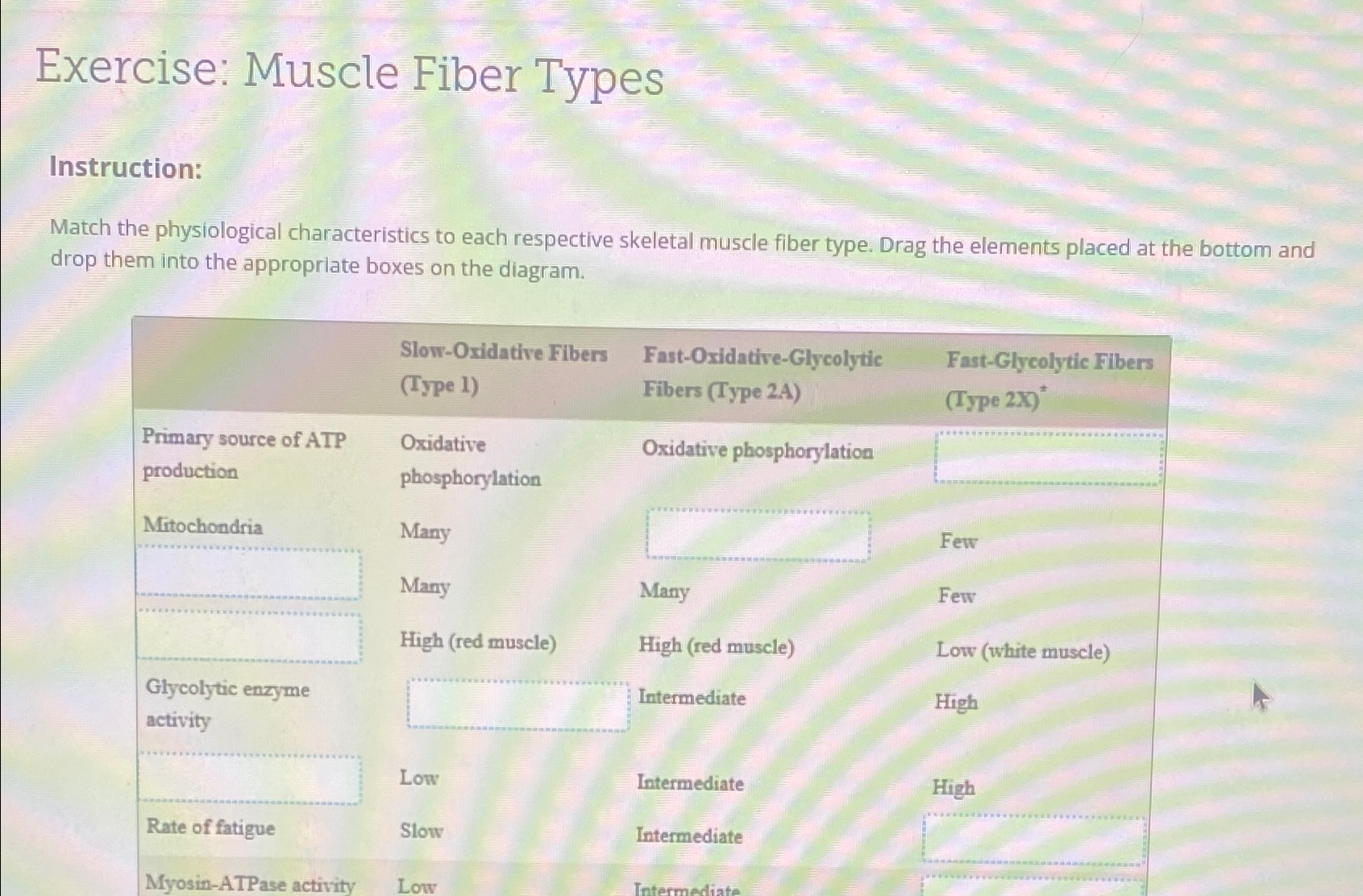 Solved Exercise: Muscle Fiber TypesInstruction:Match the | Chegg.com