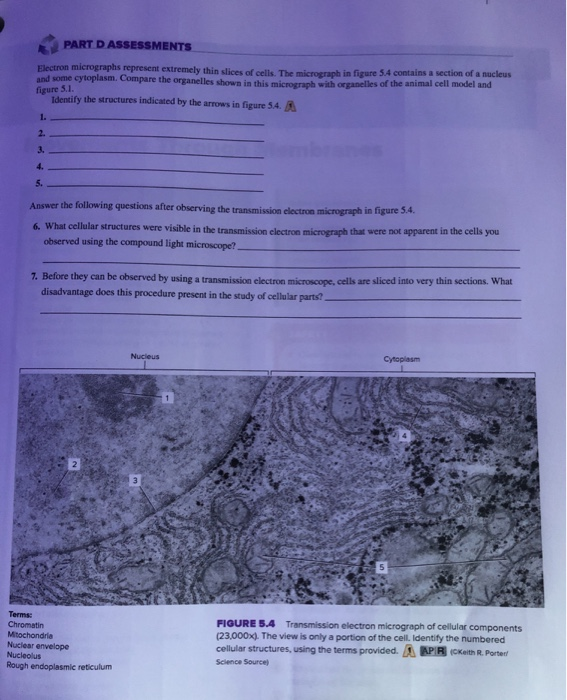 PART D ASSESSMENTS Electron micrographs represent | Chegg.com