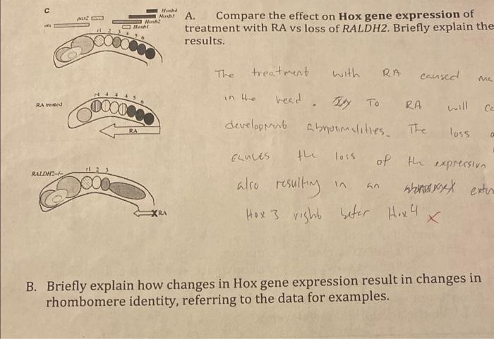 c = A. Compare the effect on Hox gene expression of | Chegg.com