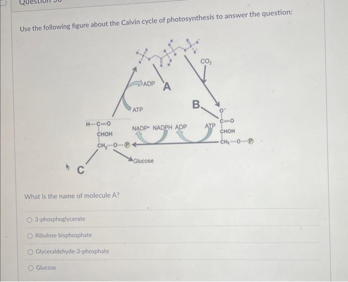 Solved Use the following figure about the Calvin cycle of | Chegg.com