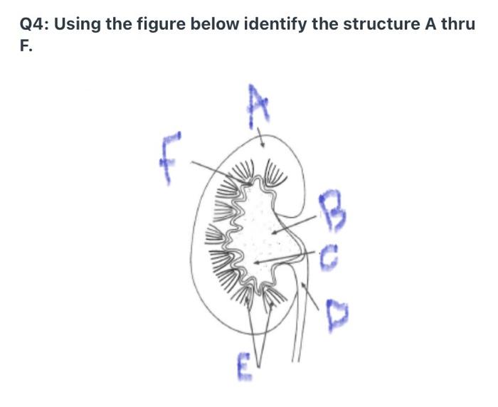 Solved Q4: Using the figure below identify the structure A | Chegg.com