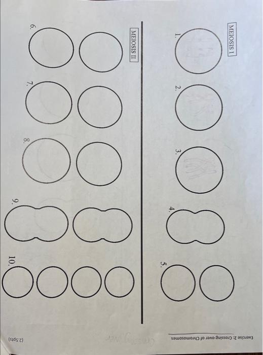 Solved Drawing the diagram of the Independent assortment of | Chegg.com