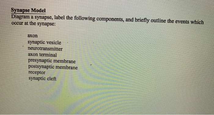 Solved Synapse Model Diagram a synapse, label the following | Chegg.com