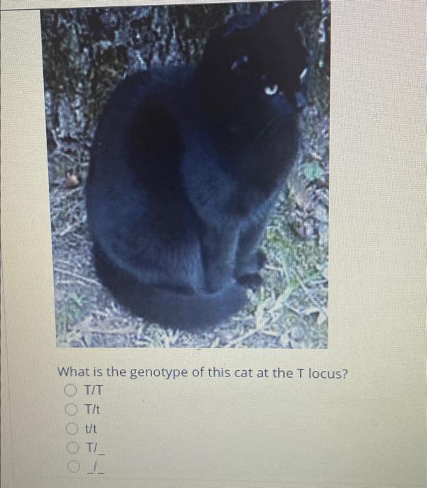 What is the genotype of this cat at the T locus? TIT | Chegg.com