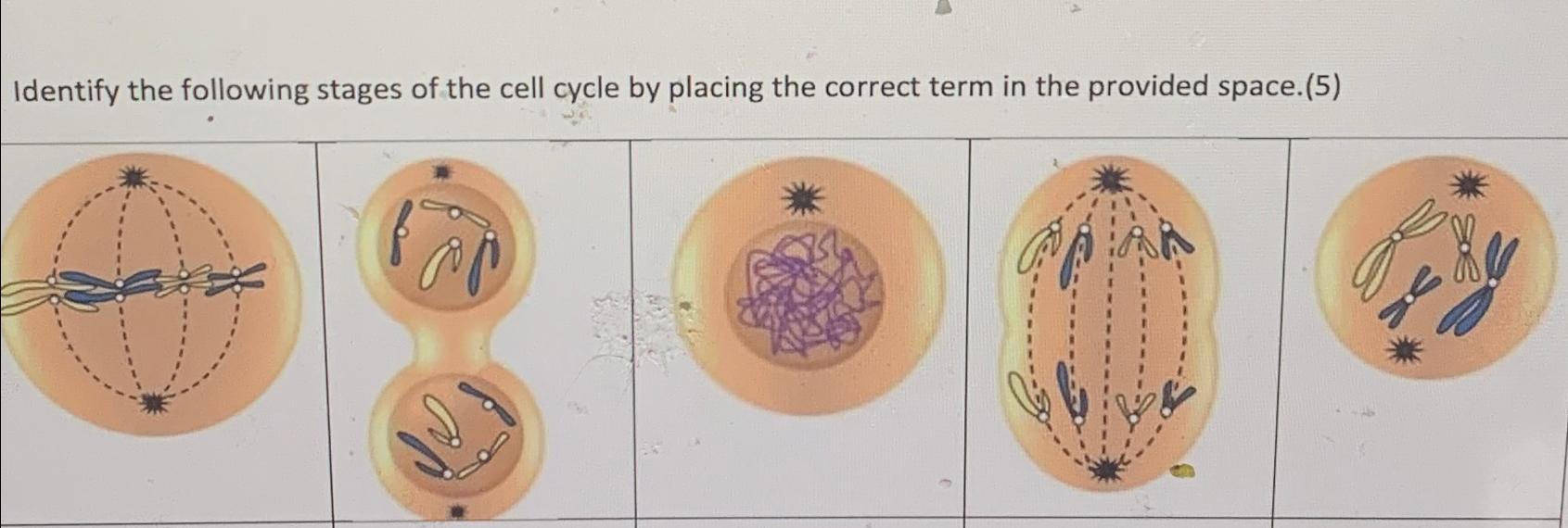 Solved Identify the following stages of the cell cycle by | Chegg.com