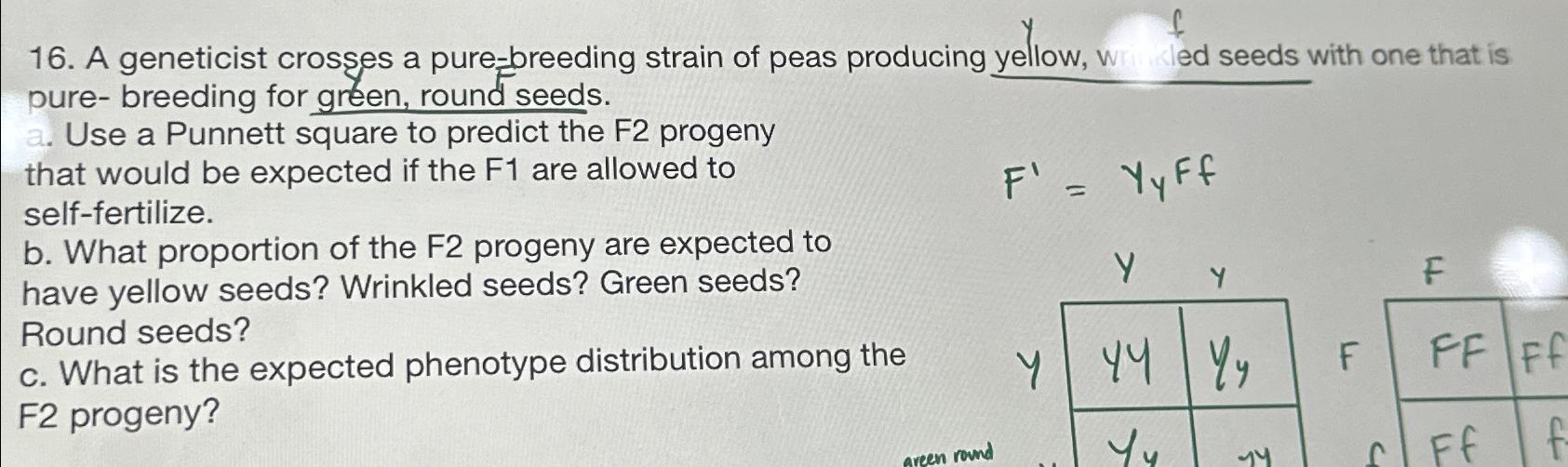 Solved A geneticist crosses a pure-breeding strain of peas | Chegg.com