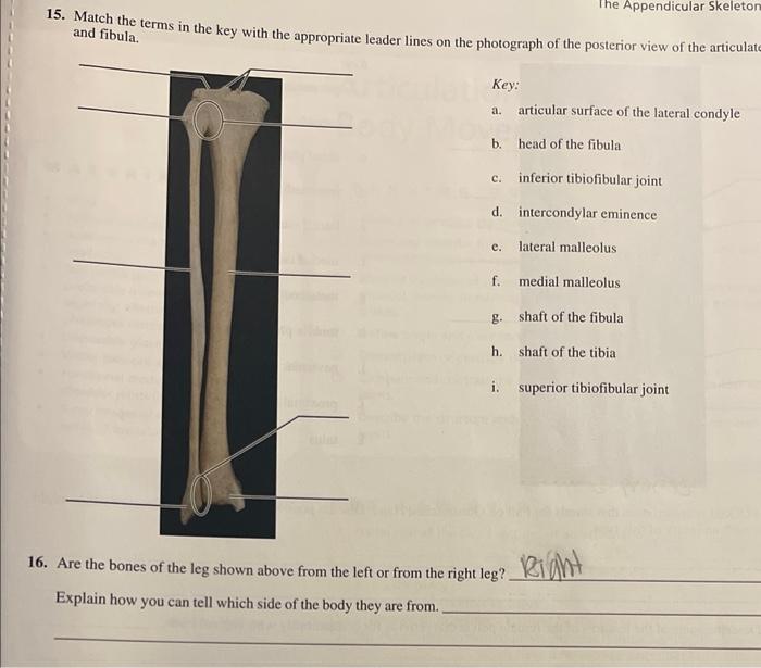 Solved 15. Match the terms in the key with the appropriate | Chegg.com