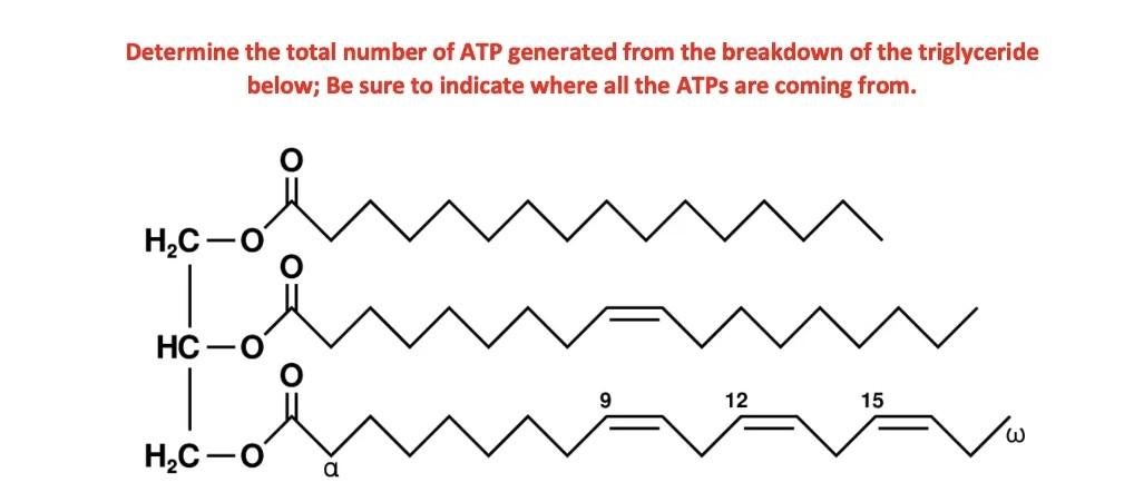 Solved Determine the total number of ATP generated from the | Chegg.com