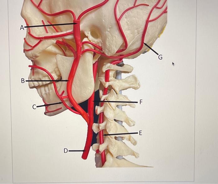 Solved 1. Identify the Vessel Labeled A. 2. Identify the | Chegg.com