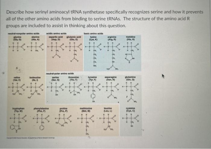 Solved Describe how serinyl aminoacyl tRNA synthetase | Chegg.com