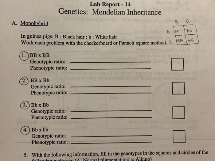 Solved Lab Report - 14 Genetics: Mendelian Inheritance A. | Chegg.com