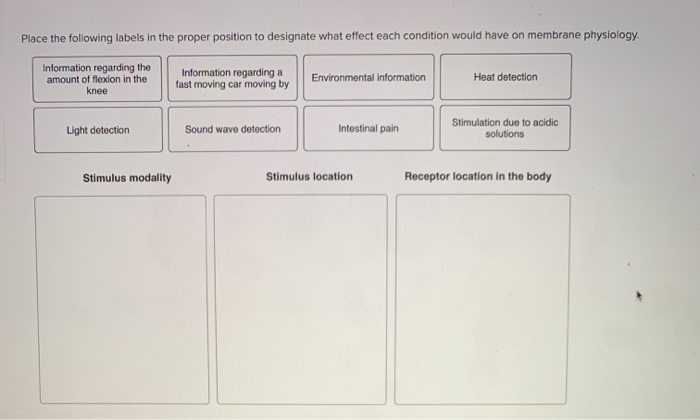 Solved Place the following labels in the proper position to | Chegg.com
