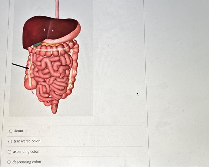 Solved Name the structure: seminal vesicle testis epididymus | Chegg.com